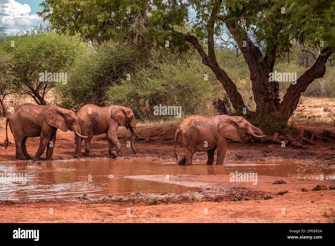 Herd of elephants, photo of the red elephants at the muddy waterhole ...