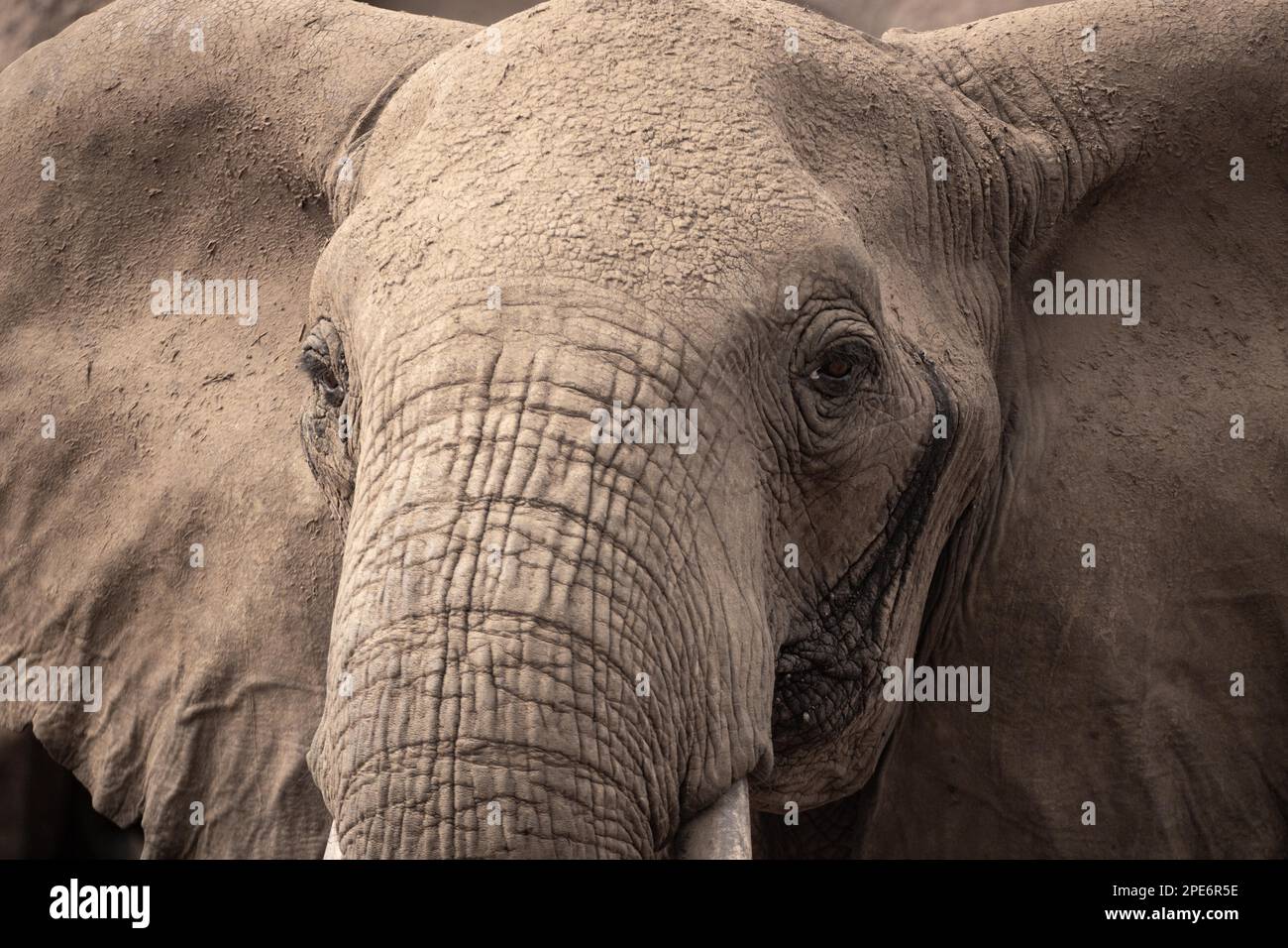 Kenyan elephant hi-res stock photography and images - Alamy