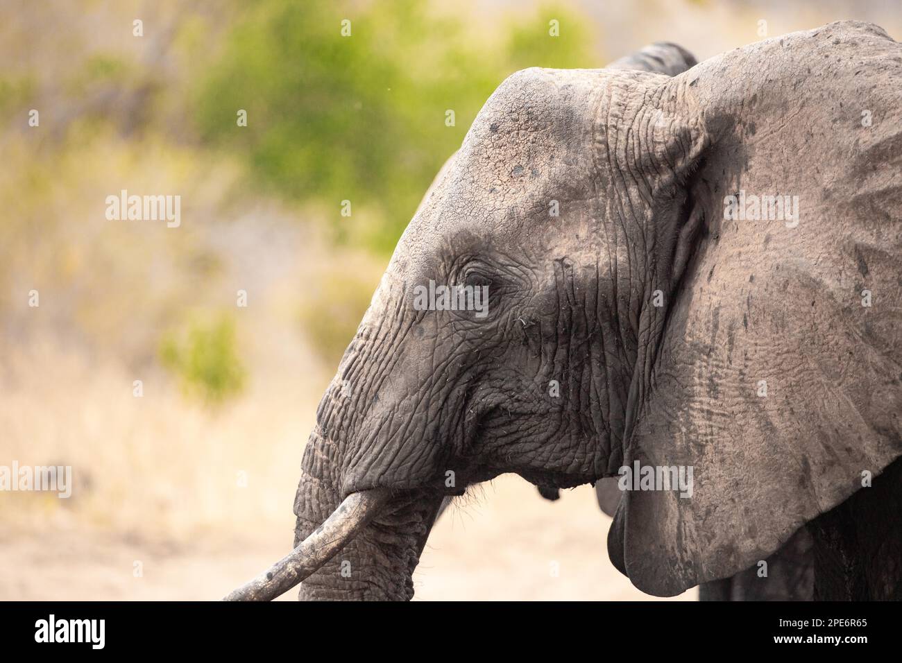 Kenyan elephant hi-res stock photography and images - Alamy