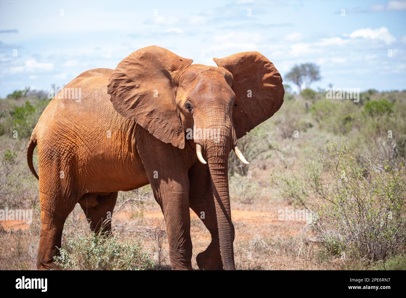 Elephant in Tsavo National Park, Kenya, East Africa Stock Photo - Alamy