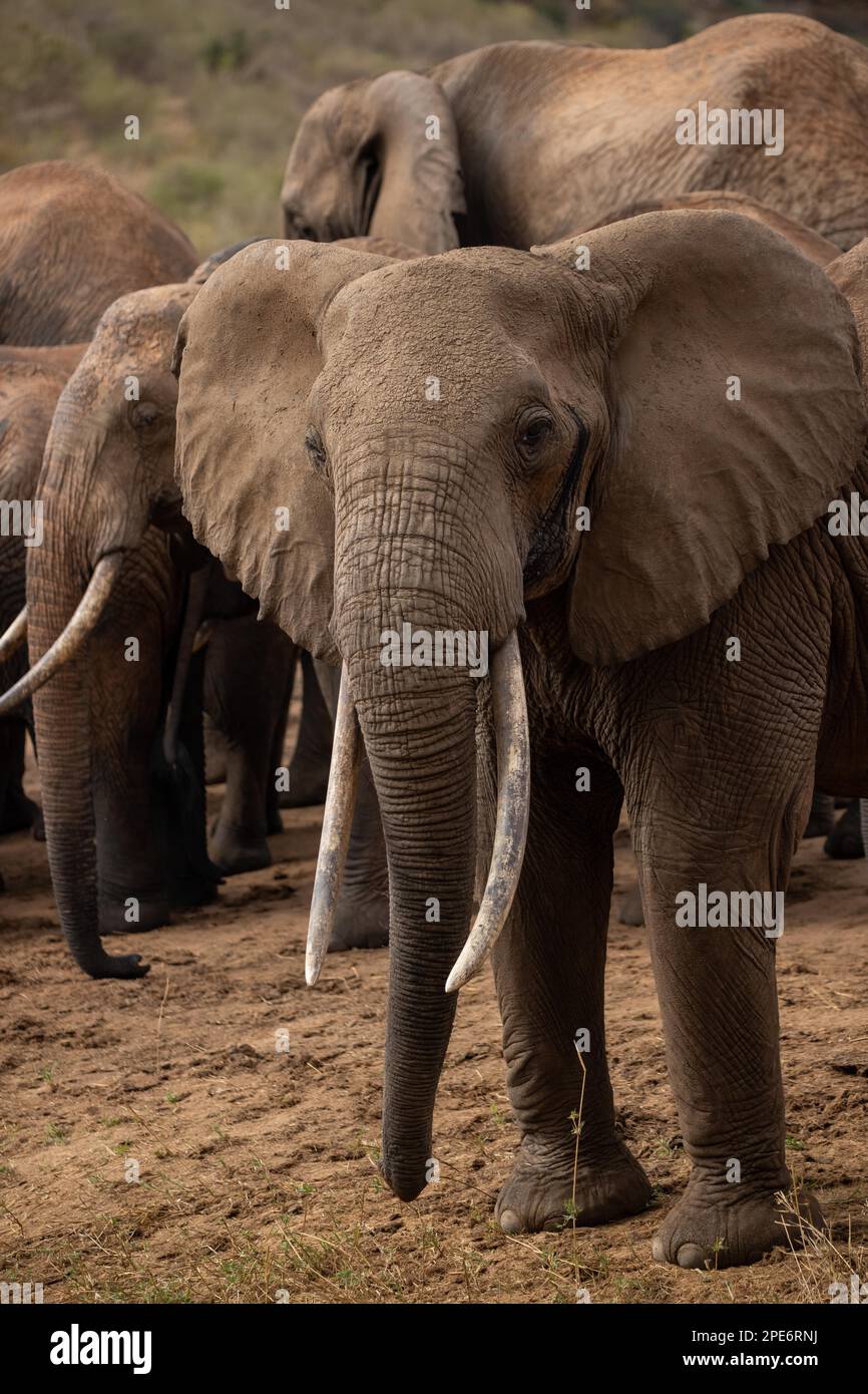 Herd of elephants, red elephants Elephants. In focus a bull in Tsavo ...