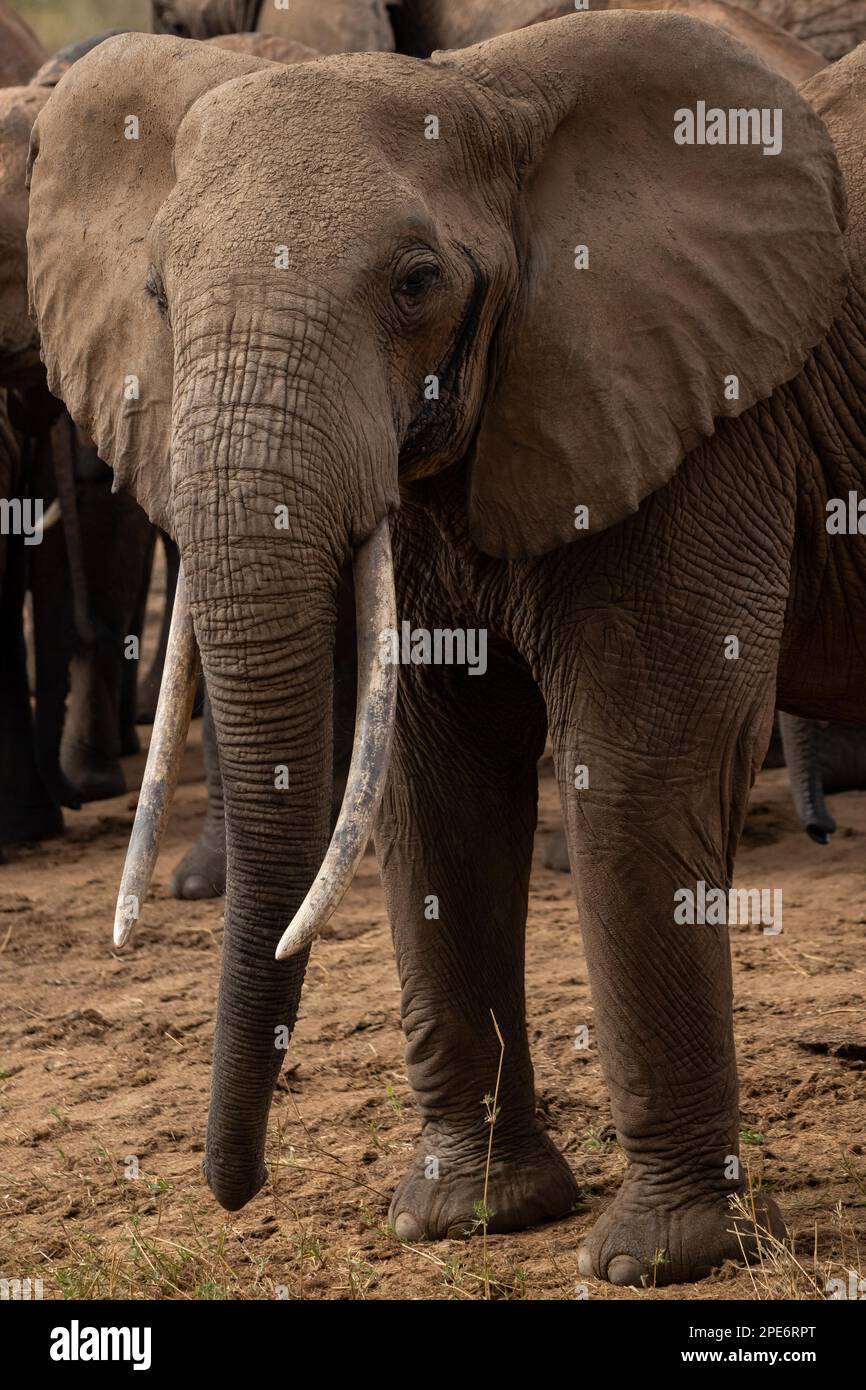 Herd of elephants, red elephants Elephants. In focus a bull in Tsavo ...