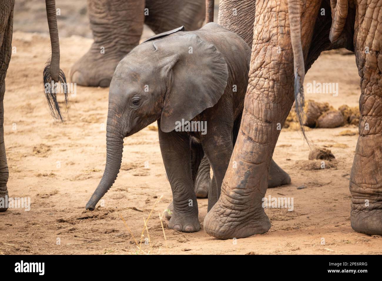 Three Legged Elephant