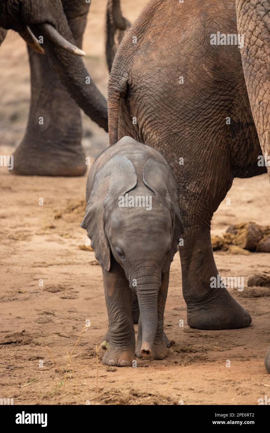 Herd of elephants with a baby elephant between its mothers legs. Cute ...