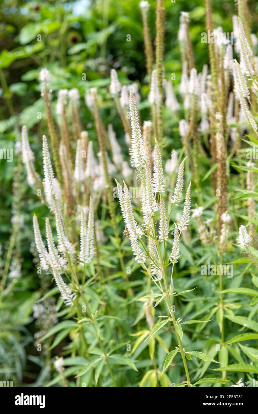 Close up of Culvers root (veronicastrum virginicum) flowers in bloom ...