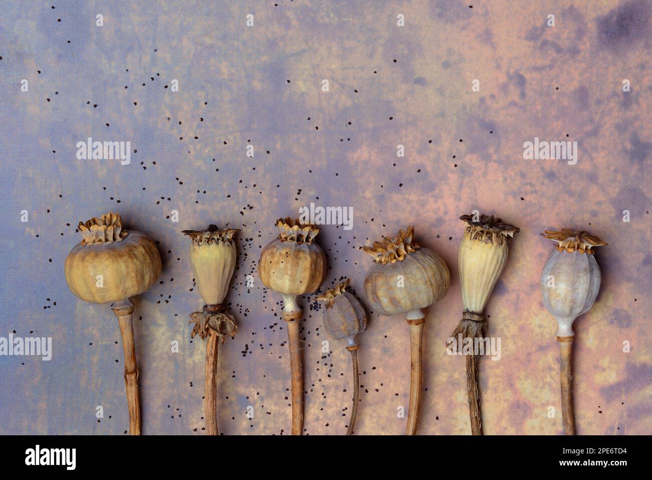 Diverse capsule hi-res stock photography and images - Alamy