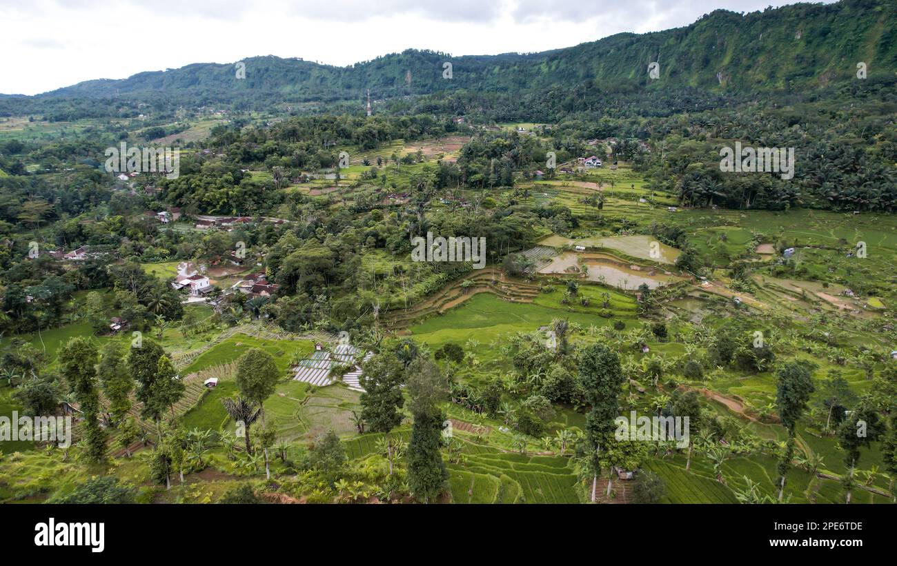 Green tree forest in city public park with green meadow grass nature ...