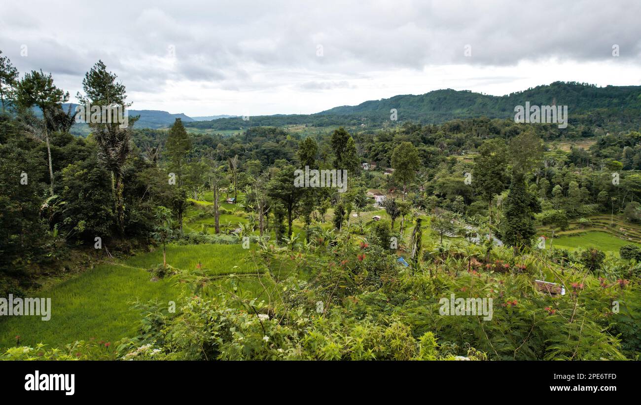 Green tree forest in city public park with green meadow grass nature ...