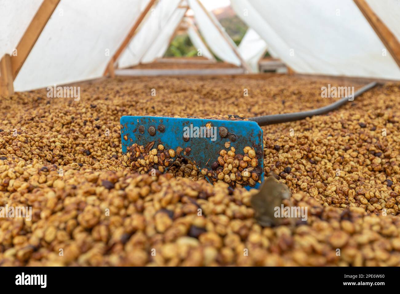 Production of bio coffee, Natural way of drying coffee beans, ripening ...