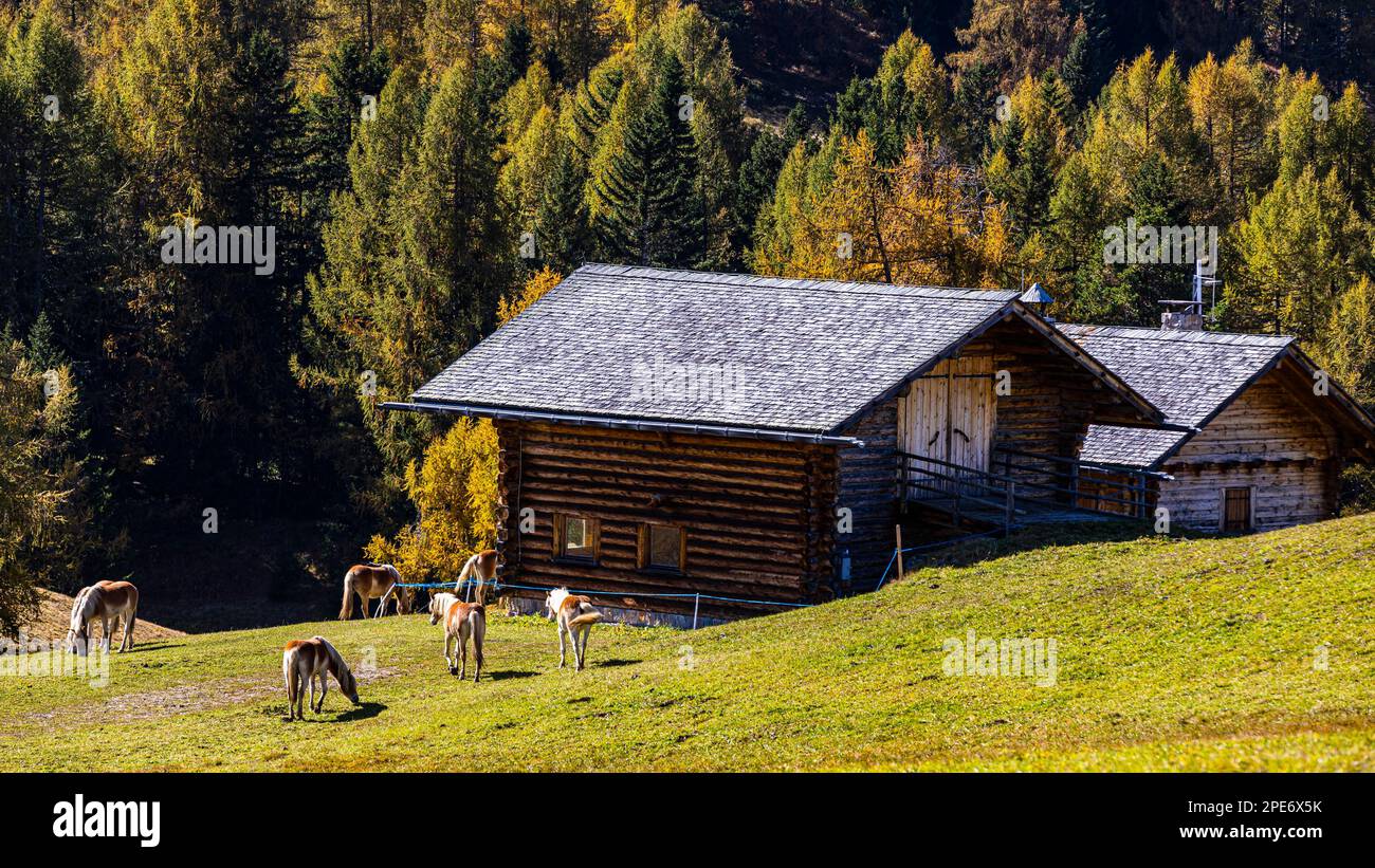 Alpine huts and grazing Haflinger horses (Equus ferus caballus) on the ...