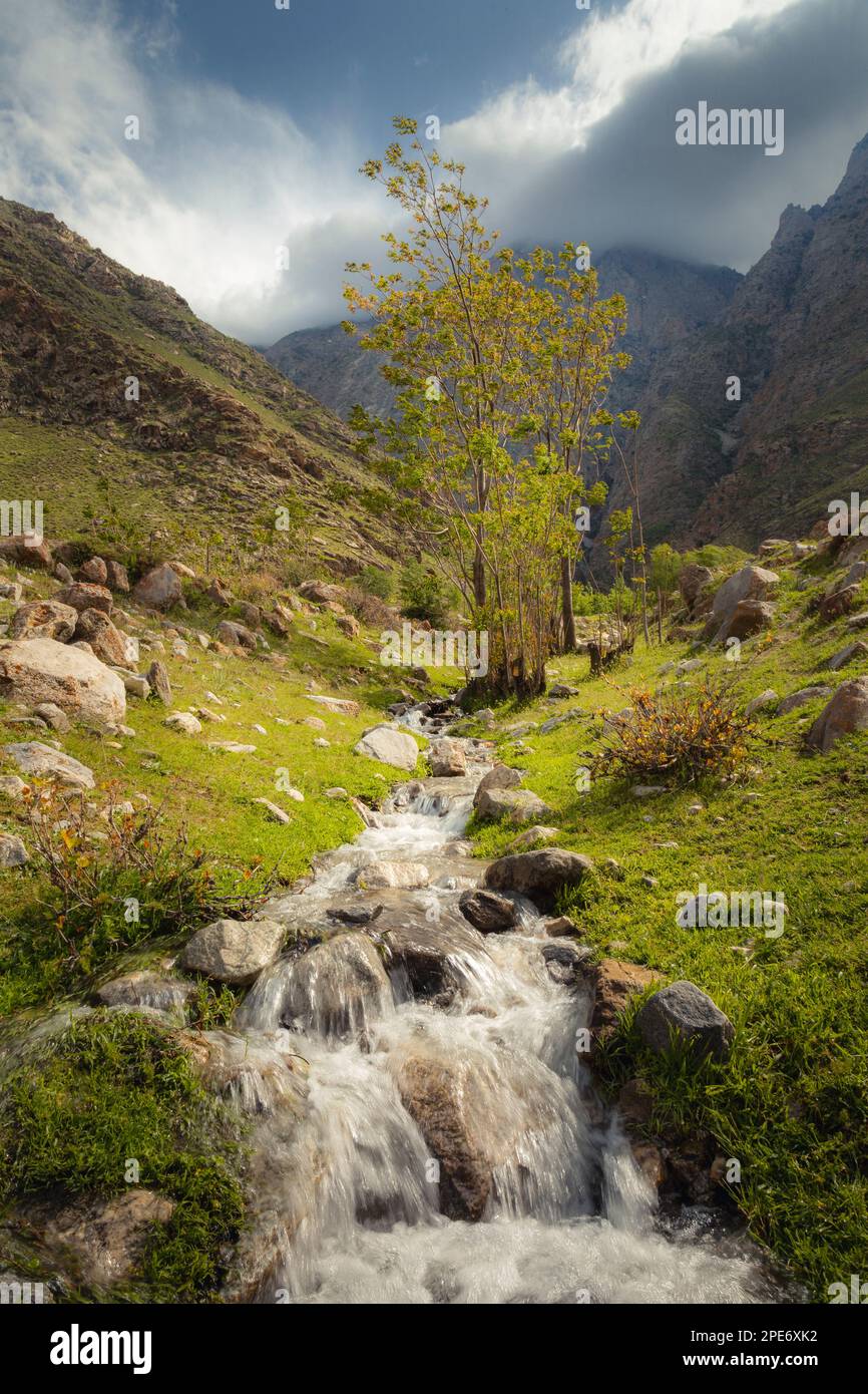 A photo of a tree with a spring flowing from the mountains near Baharak ...