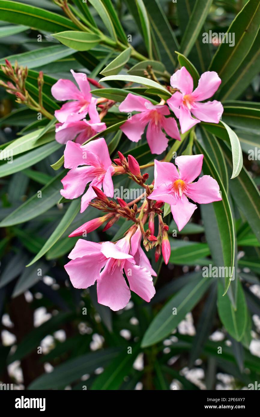 Pink oleander flowers (Nerium oleander) on garden Stock Photo - Alamy