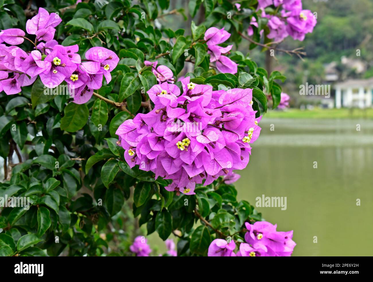 Pink bougainvillea flowers (Bougainvillea glabra) on garden Stock Photo ...