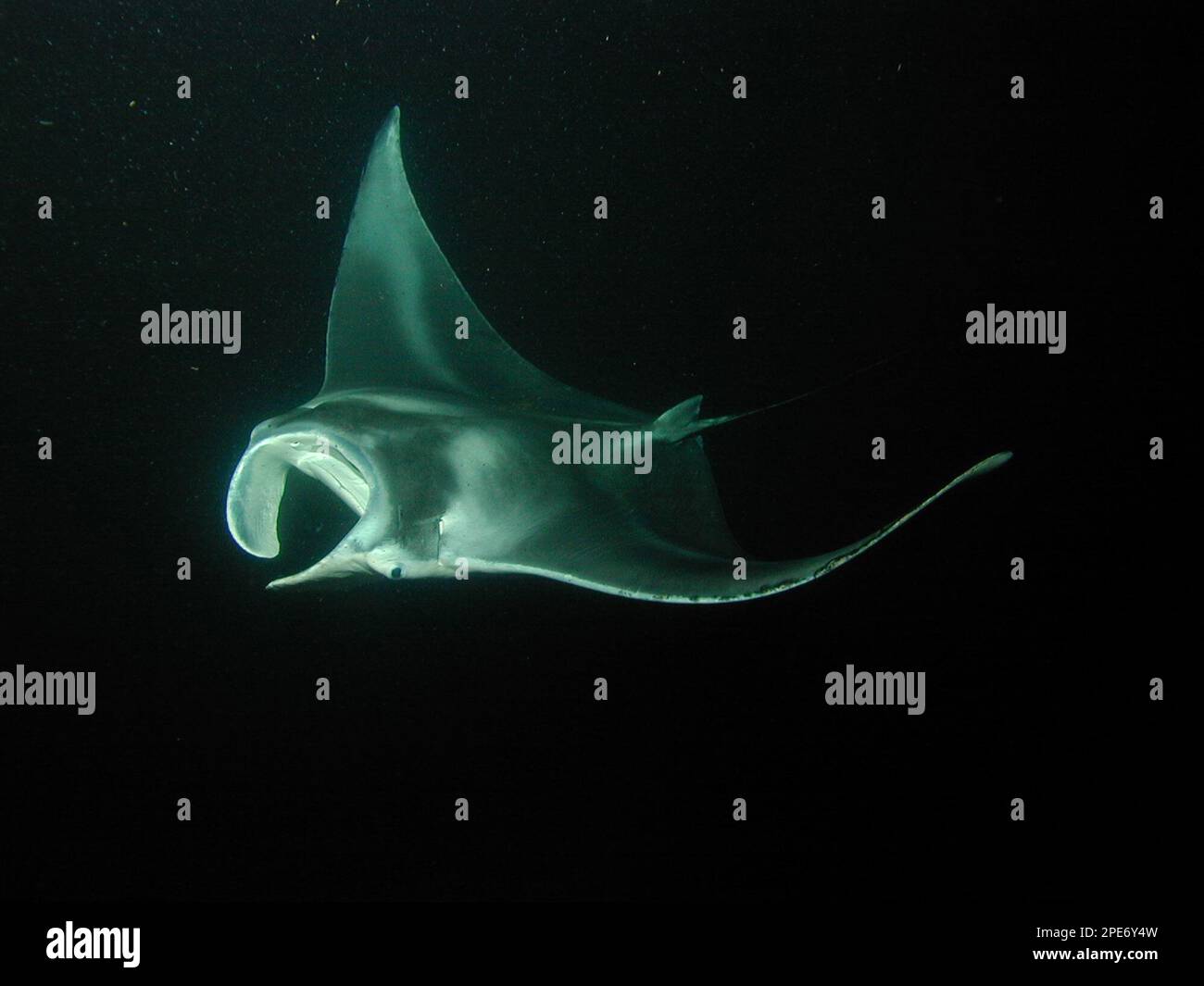 A female manta ray swims off shore Keauhou Bay, Hawaii Monday April 4 ...