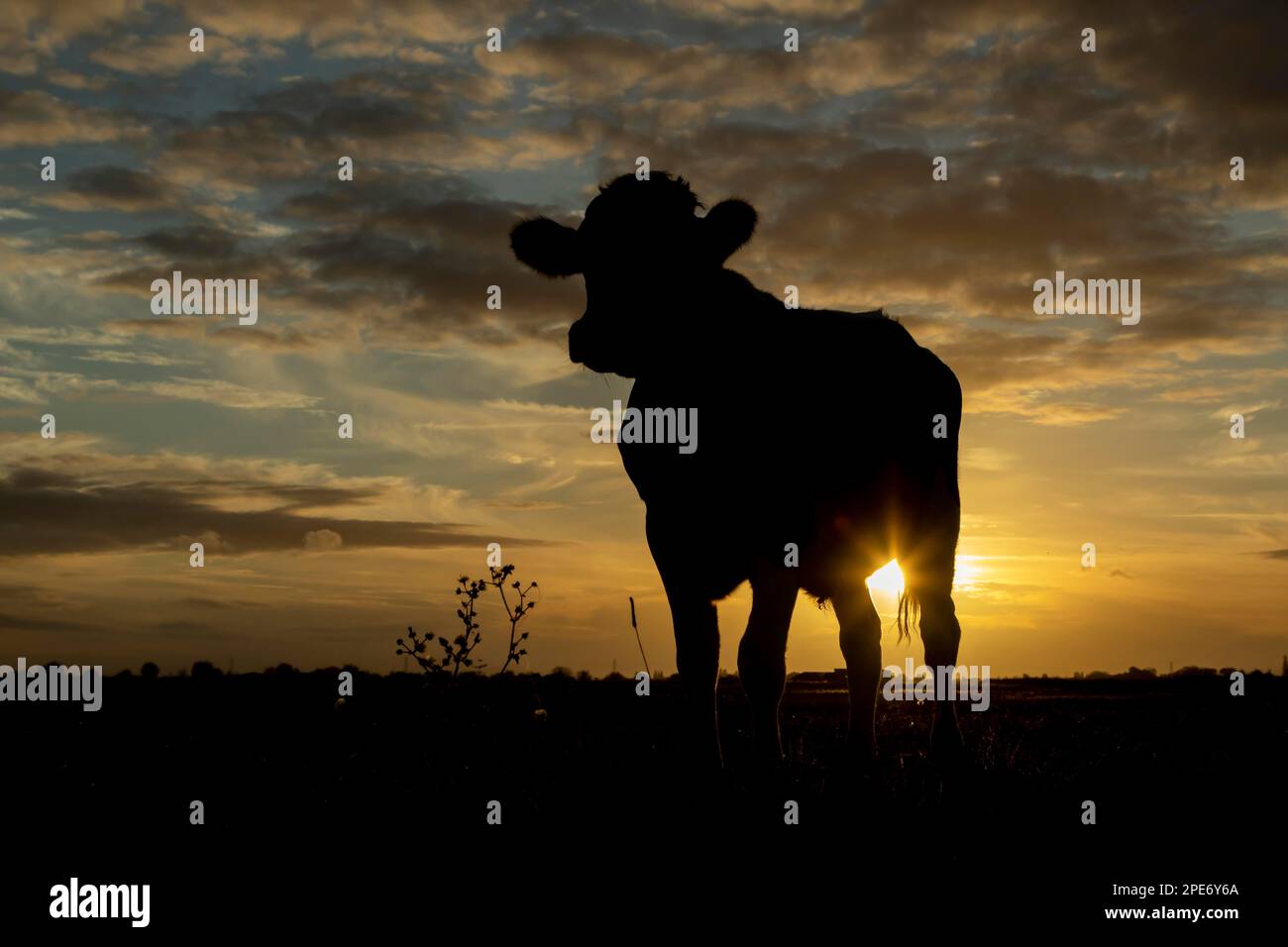 Domestic cow (Bos taurus) adult animal standing on grassland at sunset ...