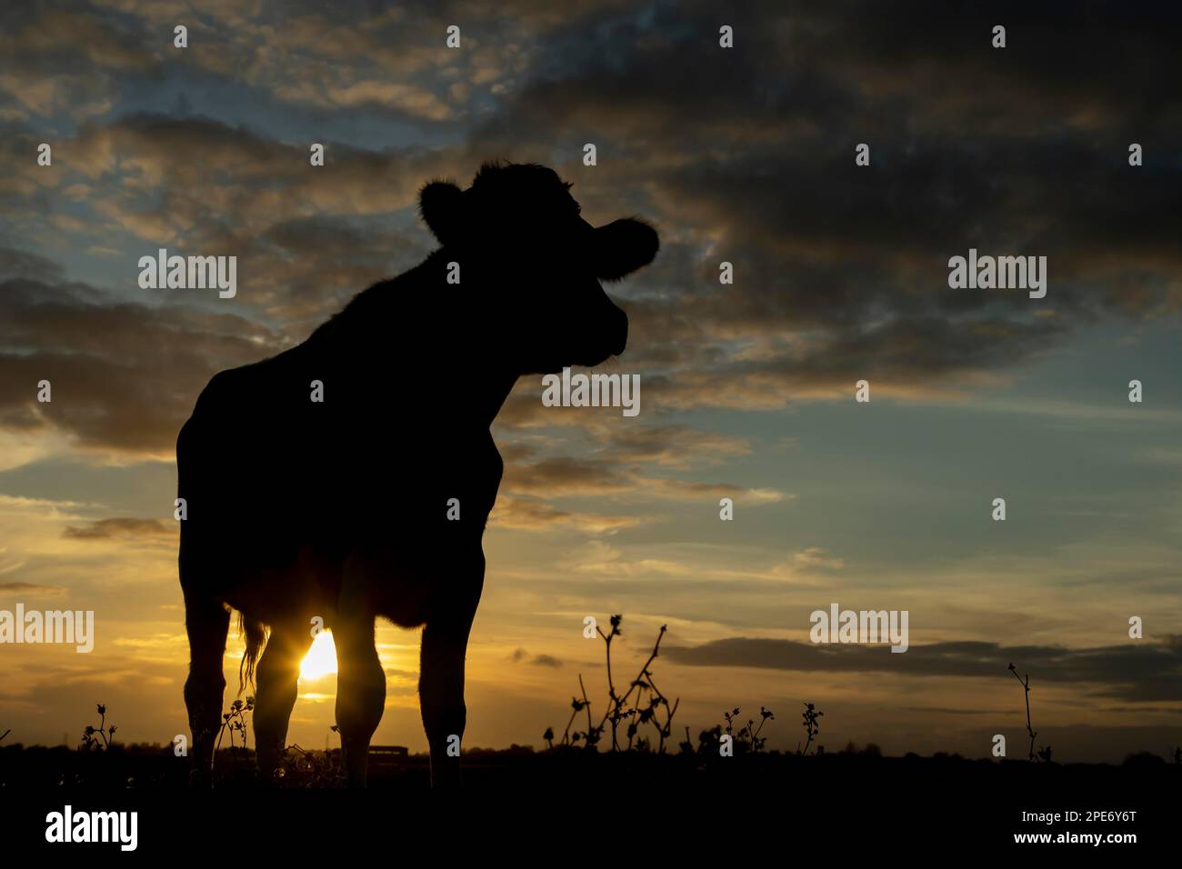 Domestic cow (Bos taurus) adult animal standing on grassland at sunset ...