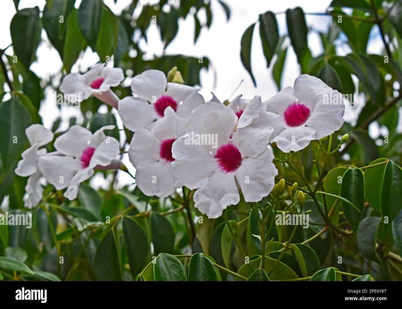 Bower of beauty or bower vine flowers (Pandorea jasminoides) on garden ...