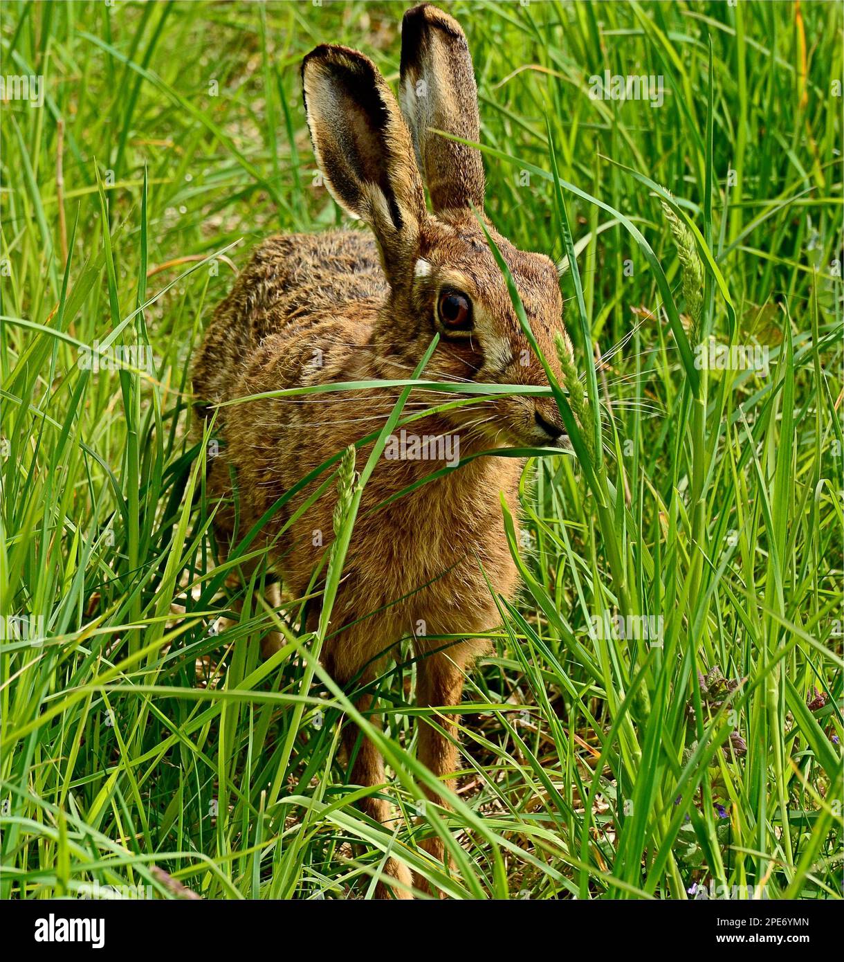 Hares nature hi-res stock photography and images - Alamy