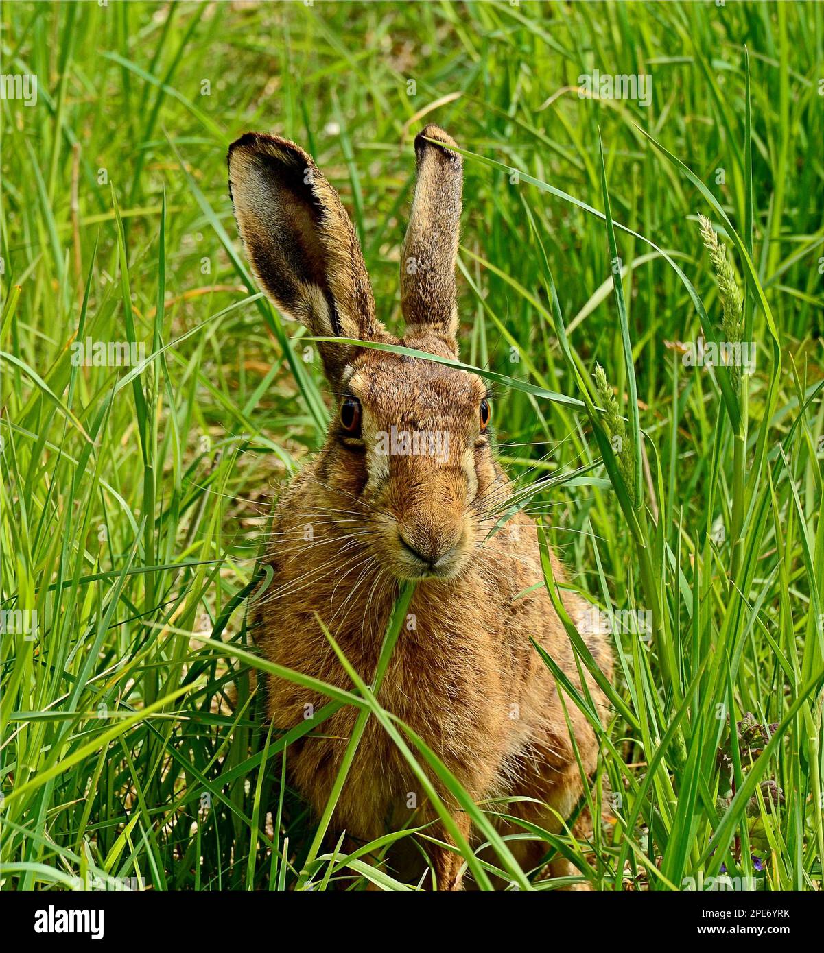 Herbivores animals hi-res stock photography and images - Alamy