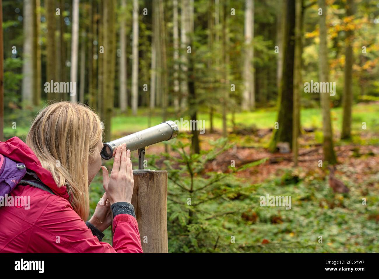 Woman looking through telescope in forest, Schoemberg, Black Forest ...