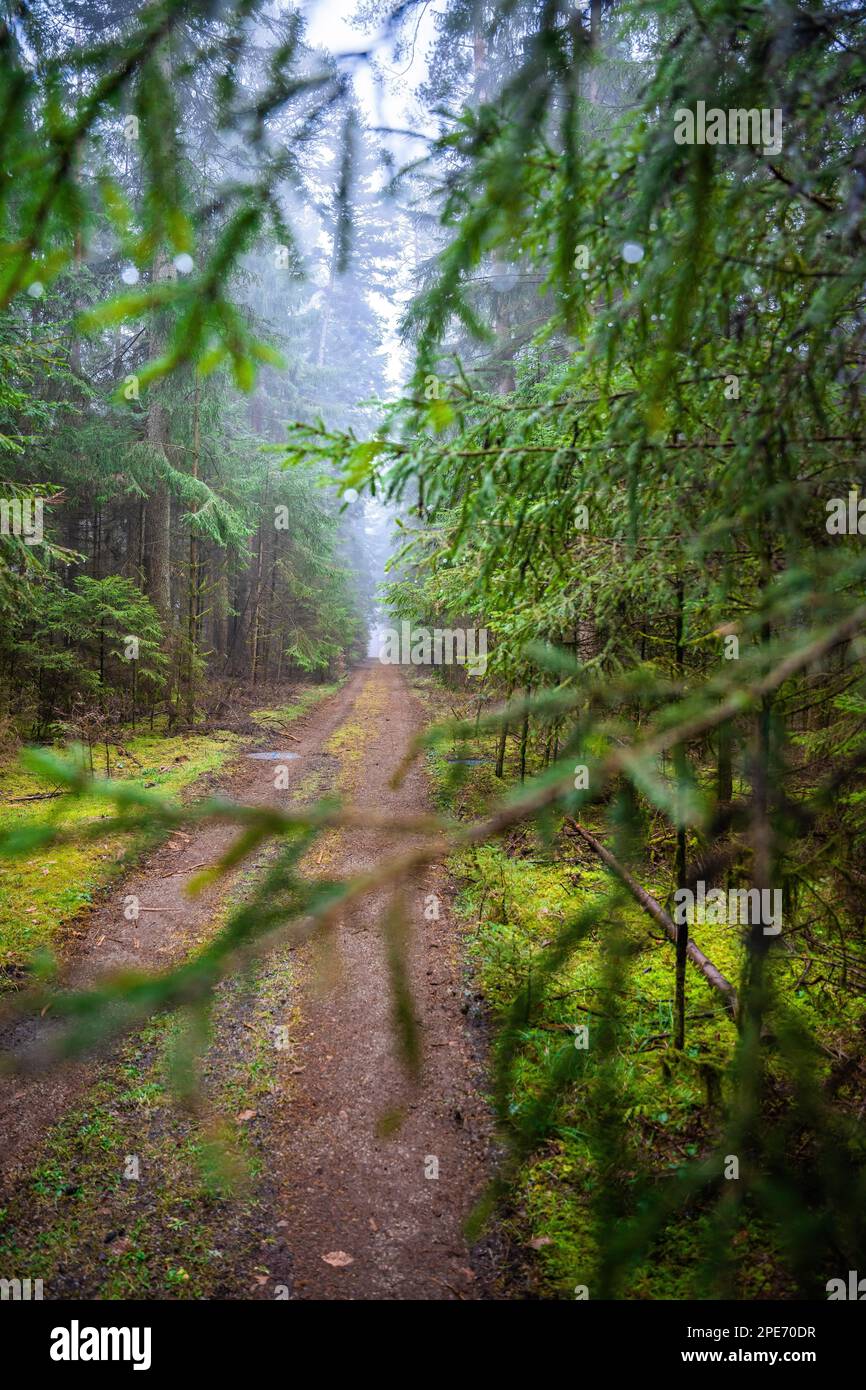 Small tramp path through the Green Forest, Black Forest, Unterhaugstett ...