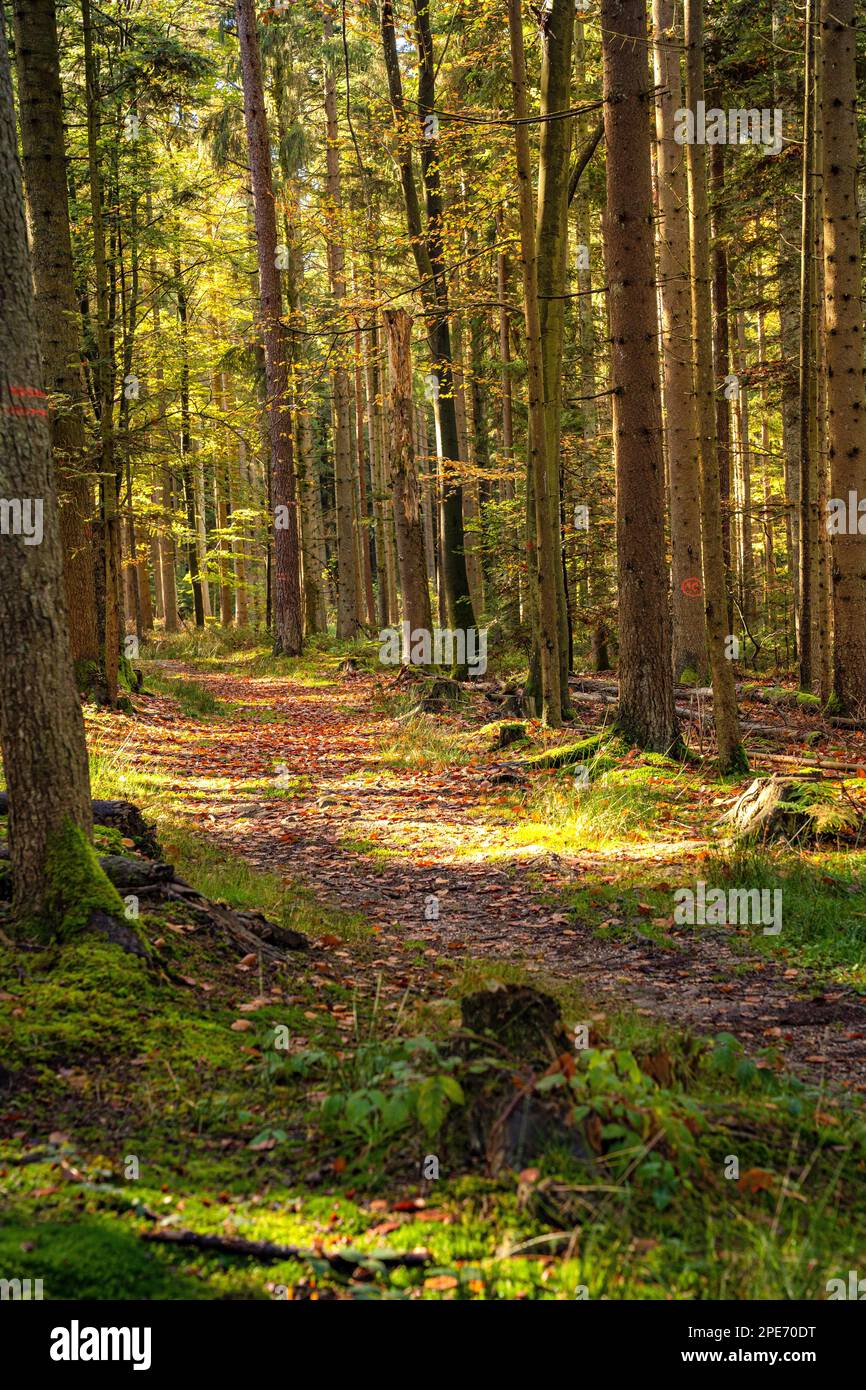 Forest path with sunlight, Schoemberg, Black Forest, Germany Stock ...
