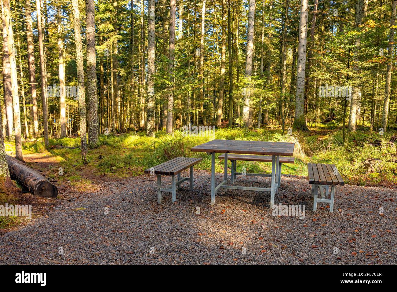 Forest picnic hi-res stock photography and images - Alamy
