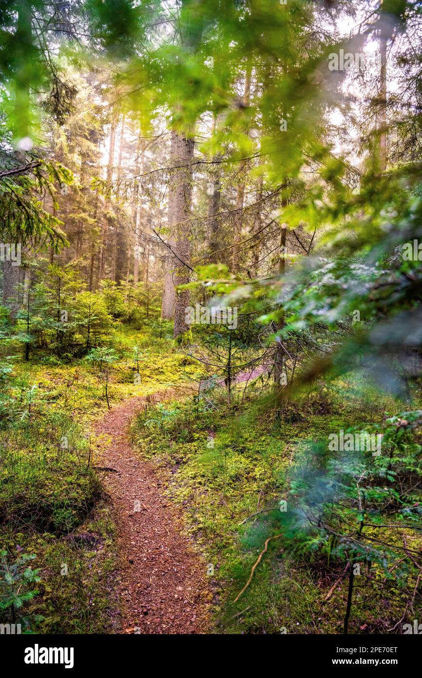 Small tramp path through the Green Forest, Black Forest, Unterhaugstett ...
