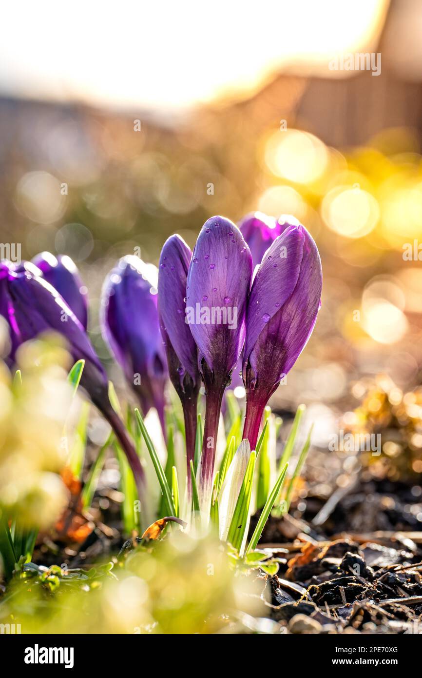 Crocus in the sunlight, Black Forest, Gechingen, Germany Stock Photo ...