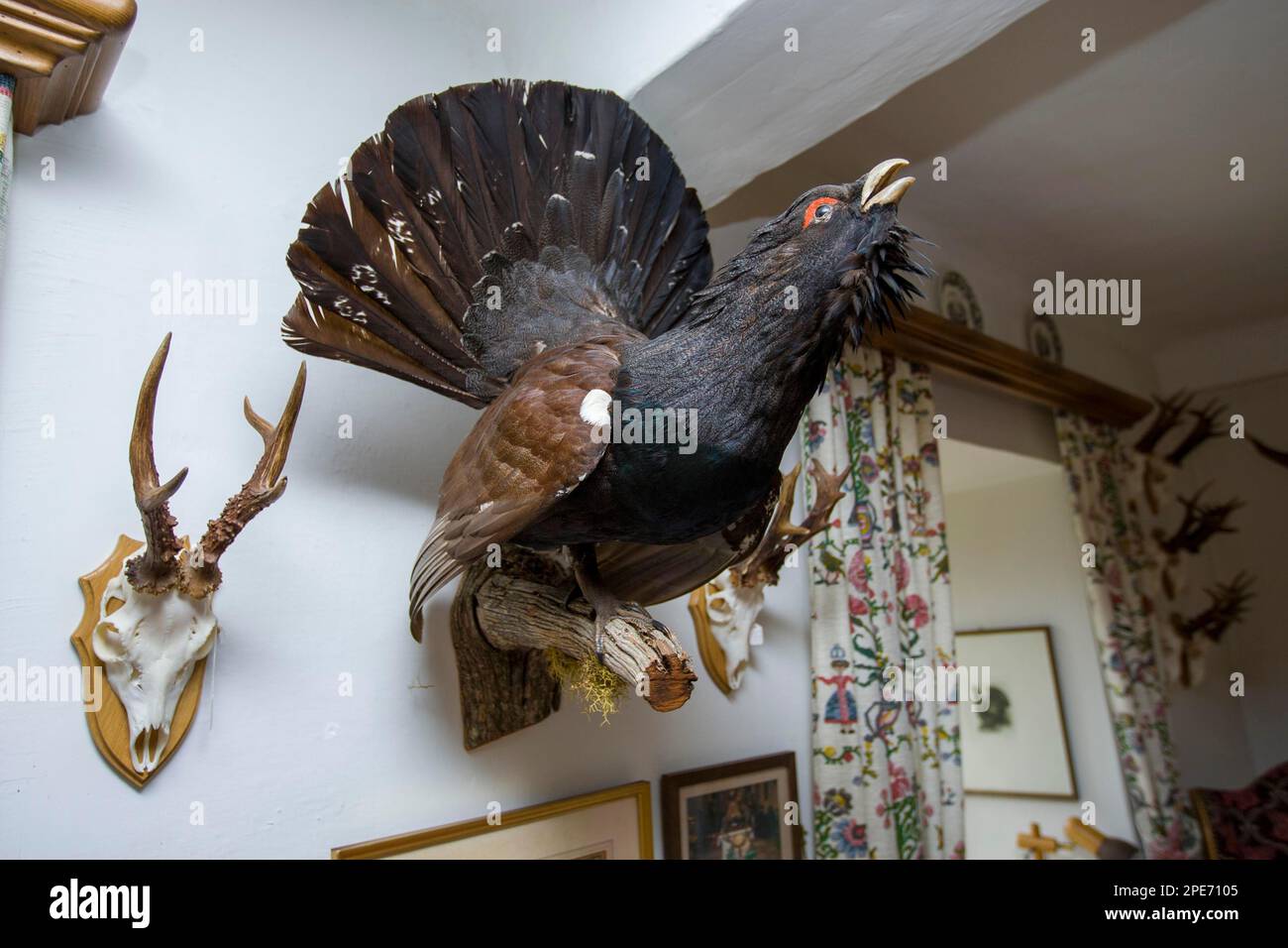 Hunting trophies in a hunting lodge, Styria, Austria Stock Photo - Alamy