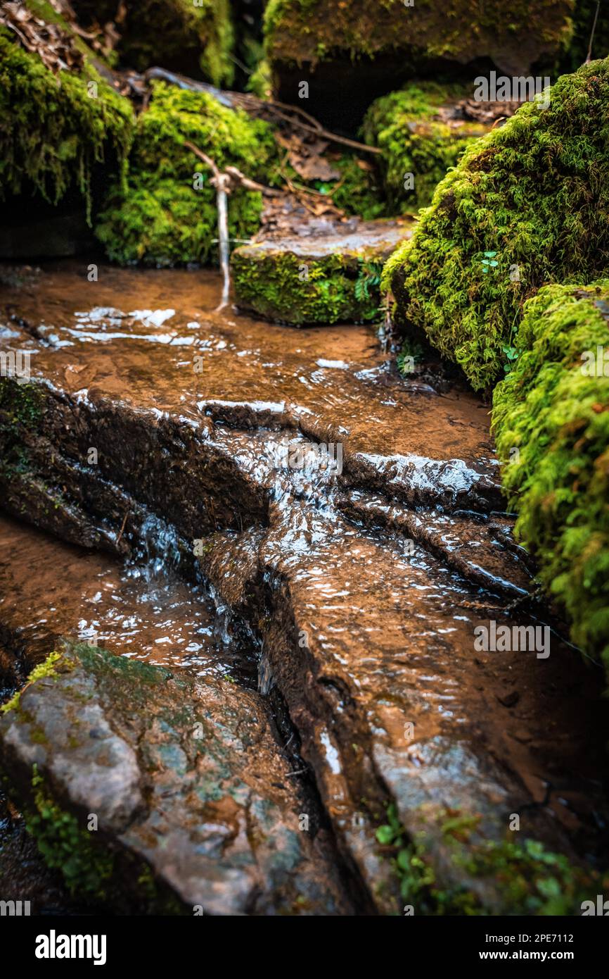 Small stream in the forest with waterfall, Black Forest, Xanderklinge ...