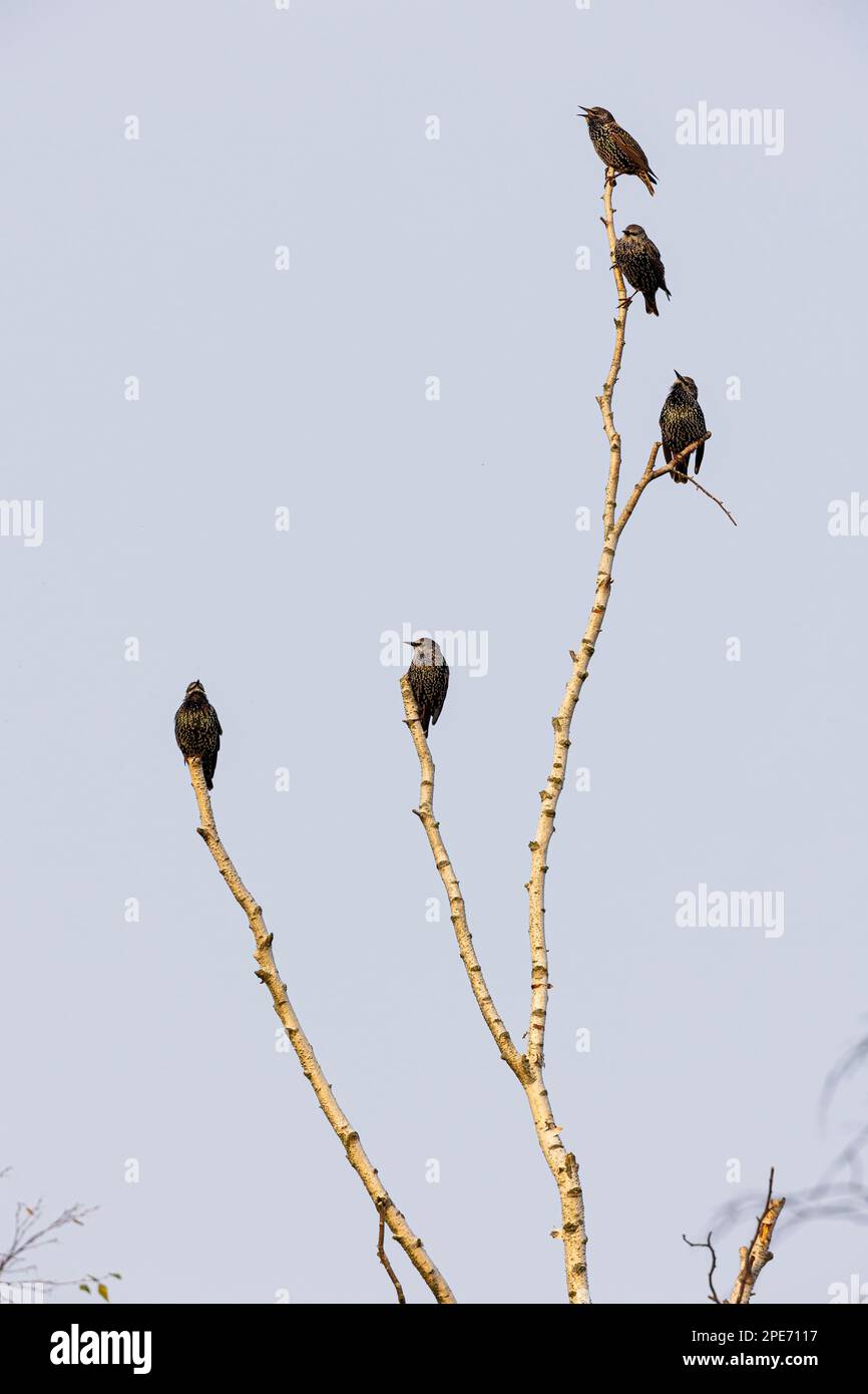 Dead birch tree hi-res stock photography and images - Alamy