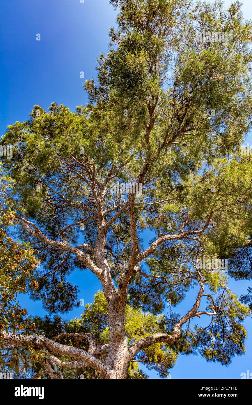 Monaco garden pine tree hi-res stock photography and images - Alamy