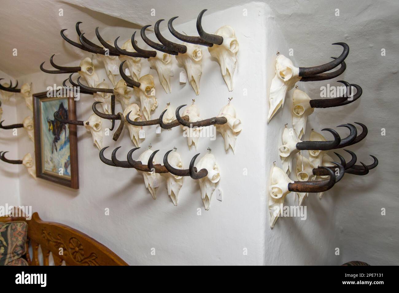Hunting trophies in a hunting lodge, Styria, Austria Stock Photo - Alamy