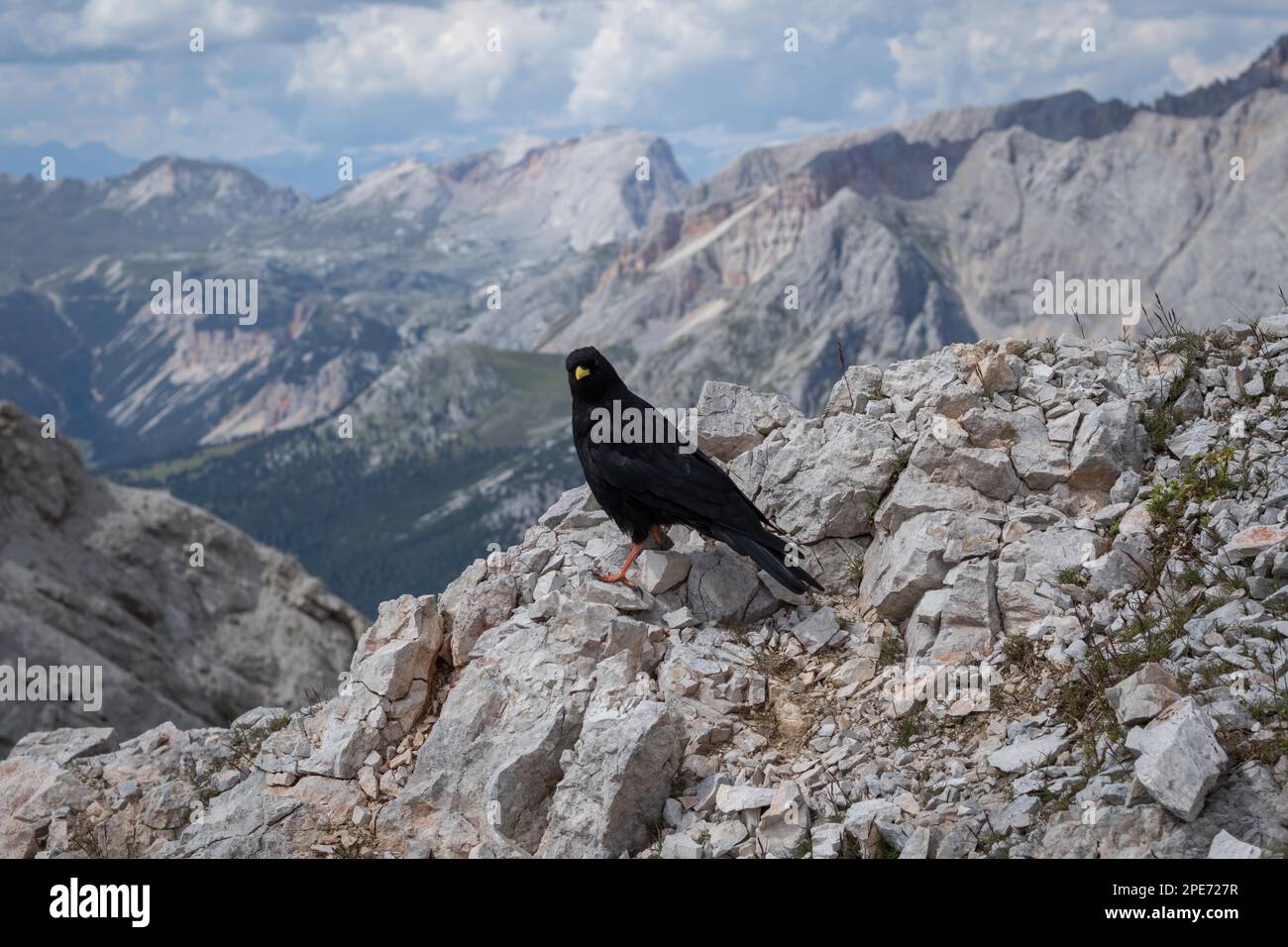 The bird (Pyrrhocorax graculus) stands calmly on a rock against the ...