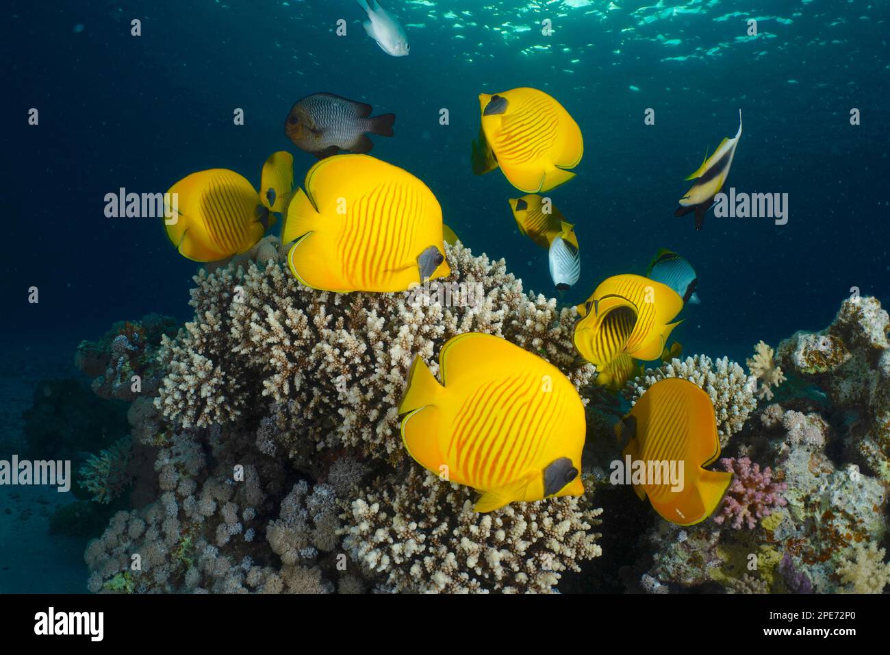 Group of bluecheek butterflyfish (Chaetodon semilarvatus) in the ...