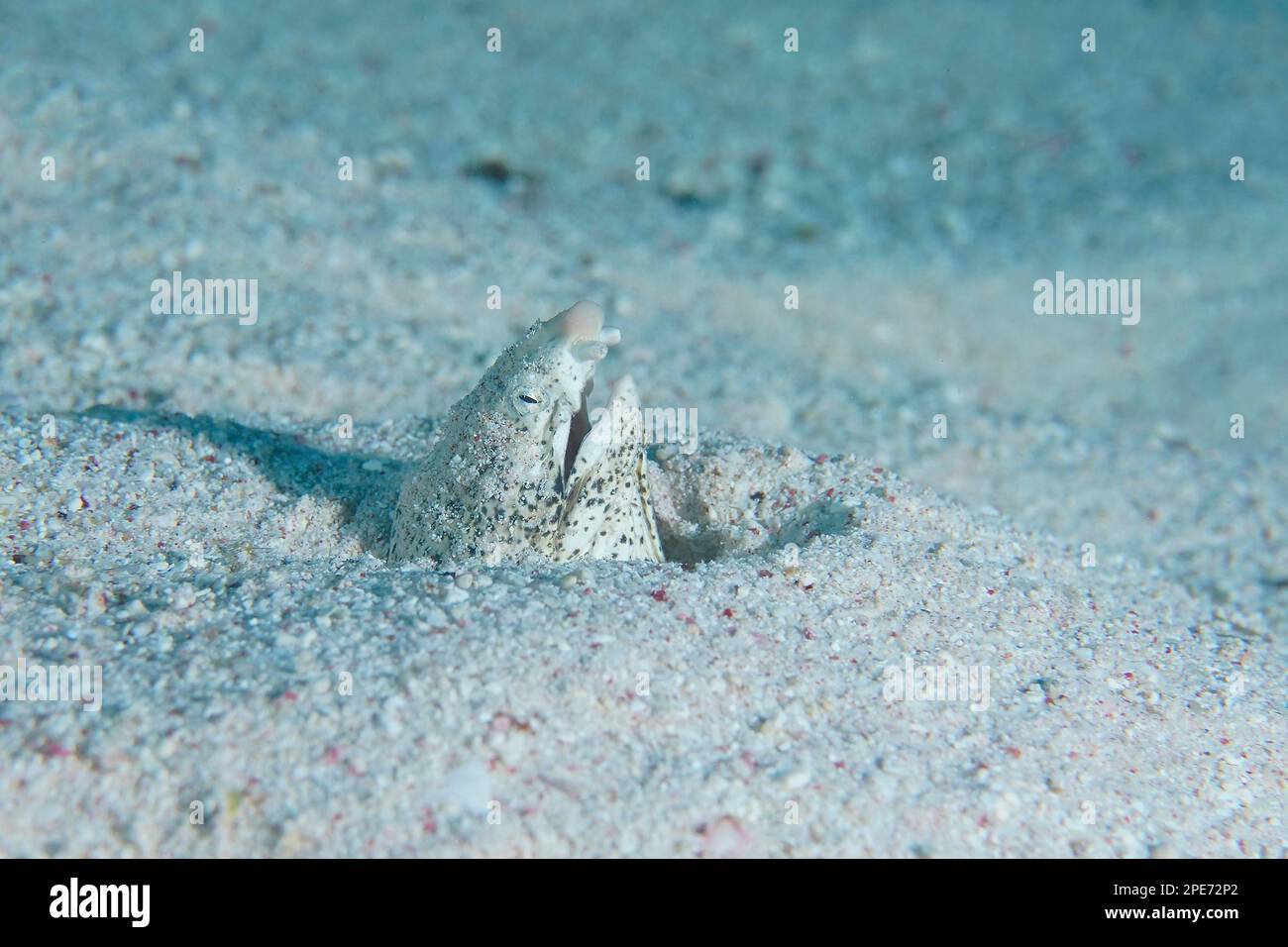 Marbled snake eel (Callechelys marmorata), buried in the sand. Dive ...
