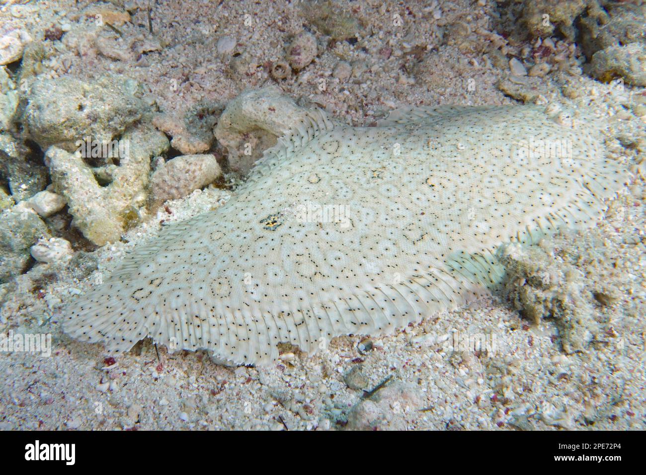 Finless sole (Pardachirus marmoratus) on sand. Dive site House Reef ...