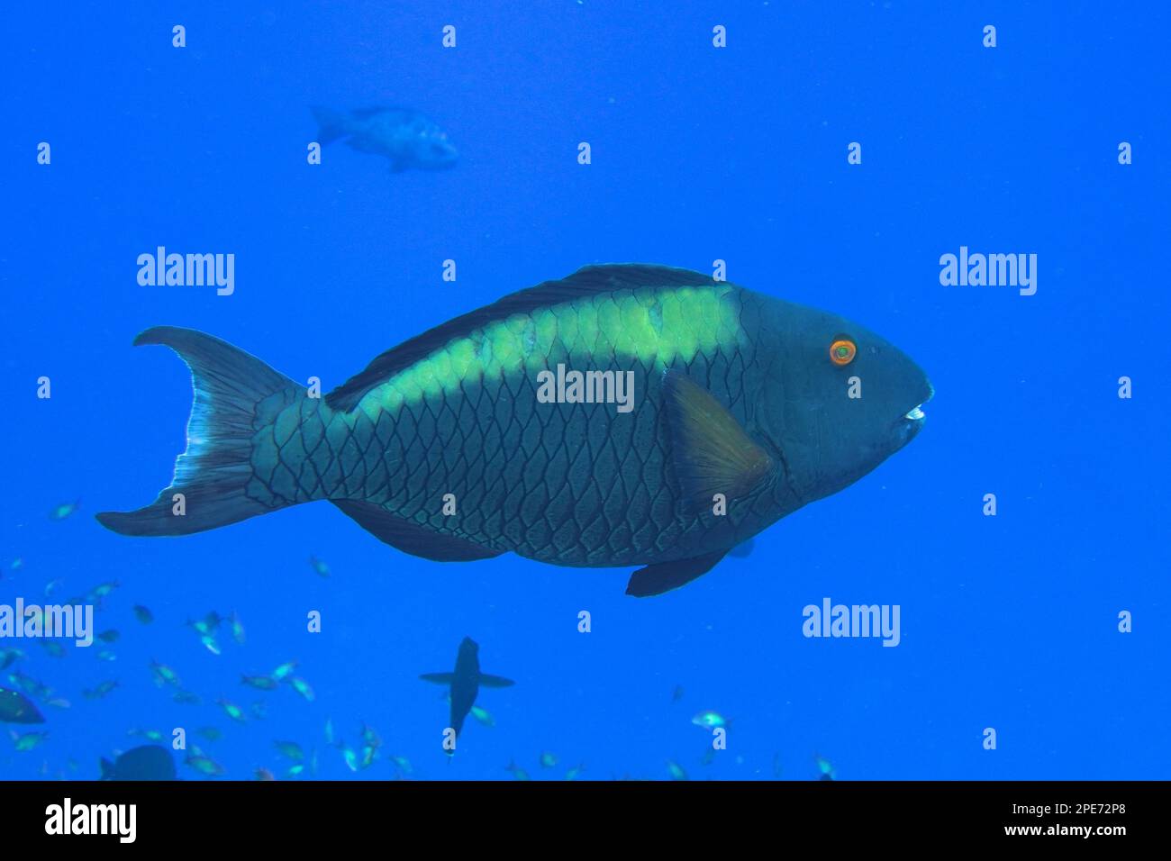 Bicolour parrotfish (Cetoscarus bicolor) female, St. Johns dive site ...