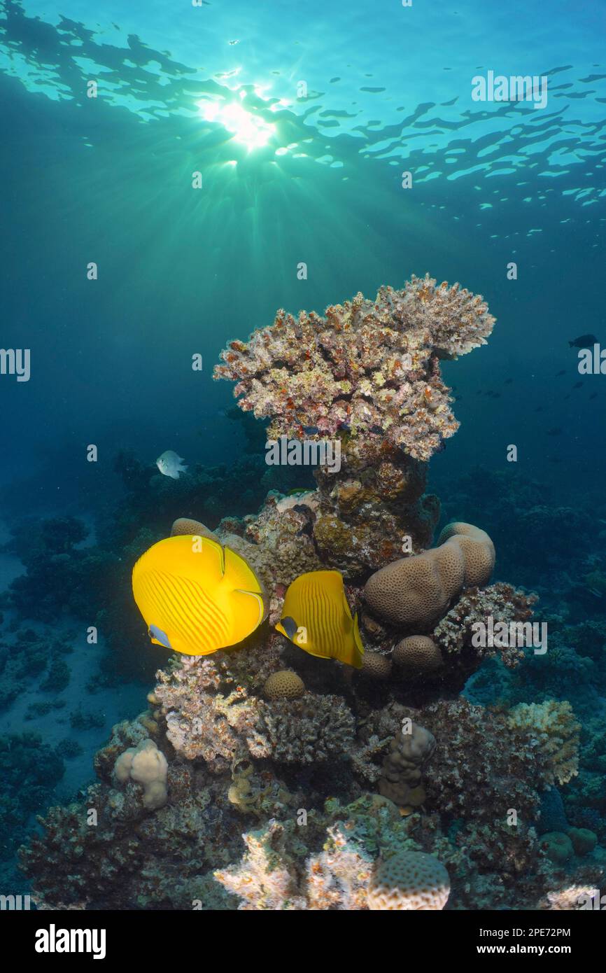 Pair of bluecheek butterflyfish (Chaetodon semilarvatus) under stone ...
