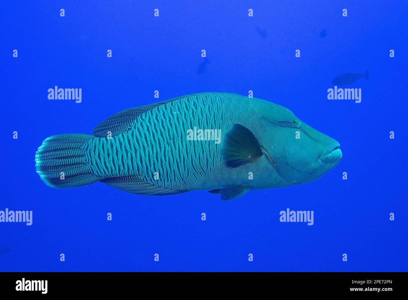 Humphead wrasse (Cheilinus undulatus) in front of a plain blue ...