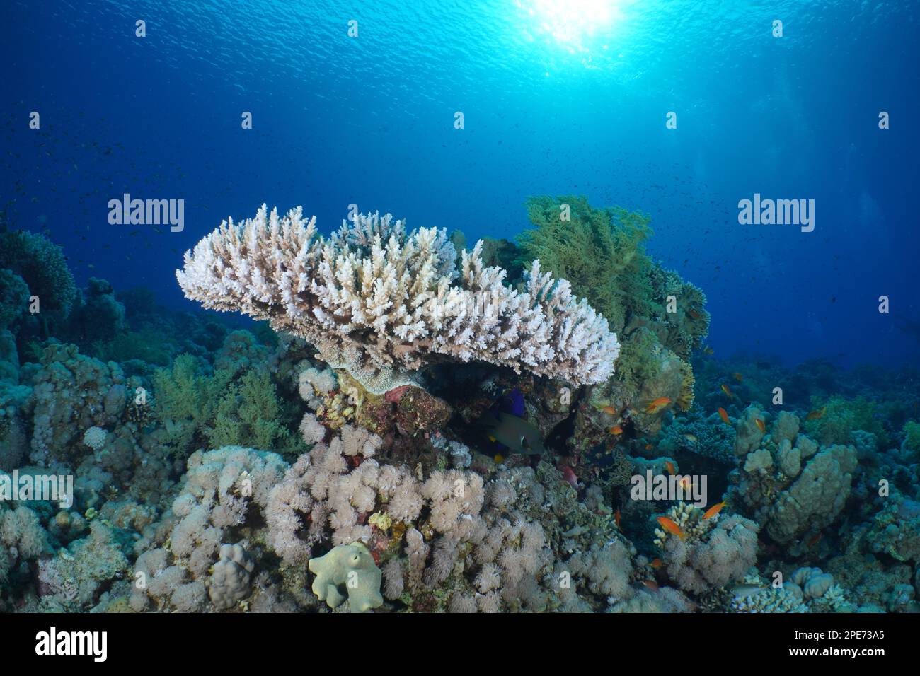 Pharaohs antler coral (Acropora pharaonis) in the backlight. Dive site ...