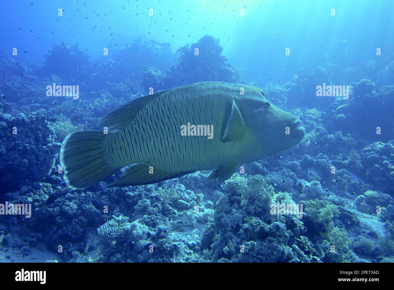 Humphead wrasse (Cheilinus undulatus) in the backlight. Dive site Ras ...