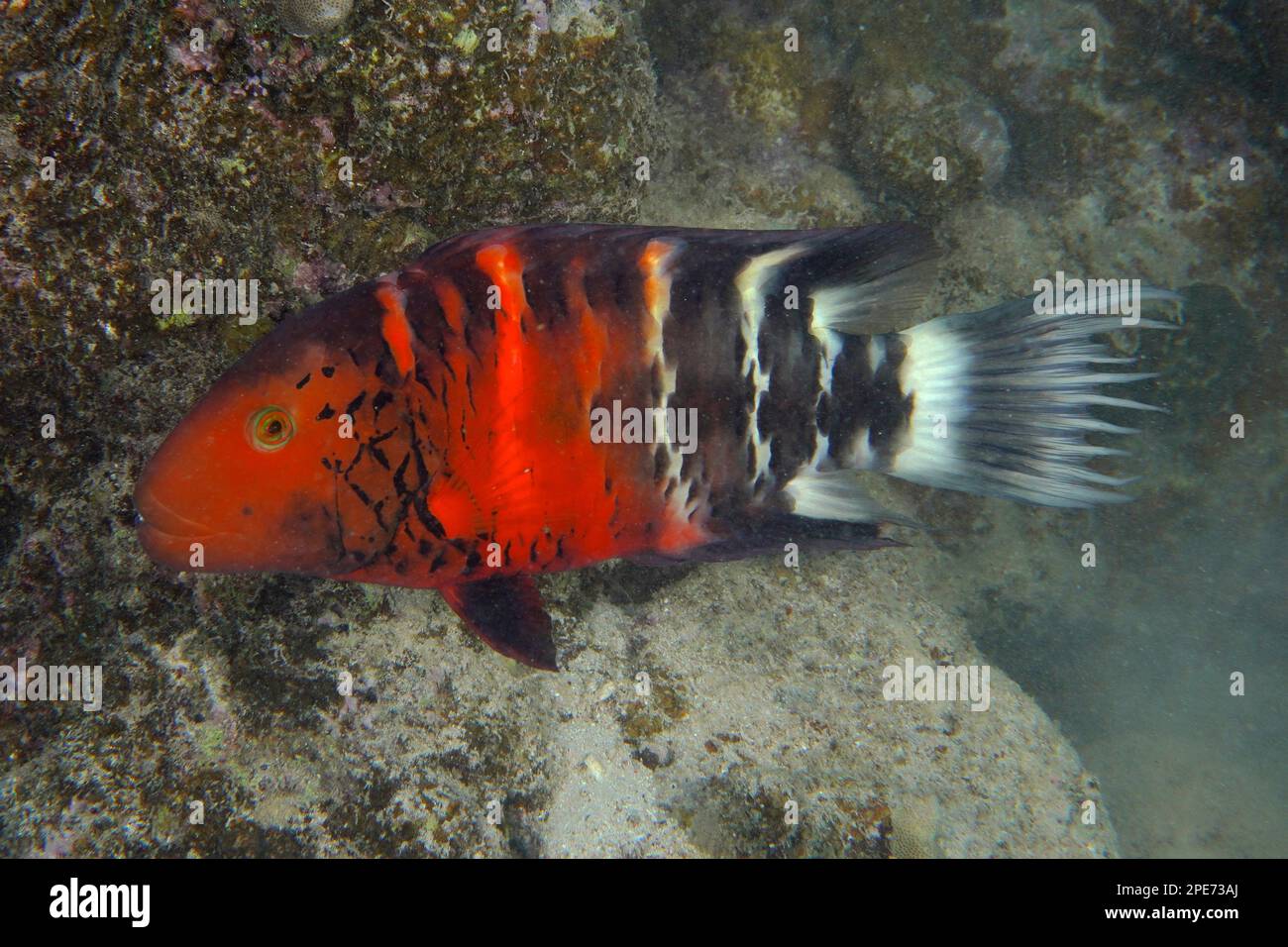 Red Breasted Wrasse (Cheilinus fasciatus) (Cheilinus quinquecinctus ...