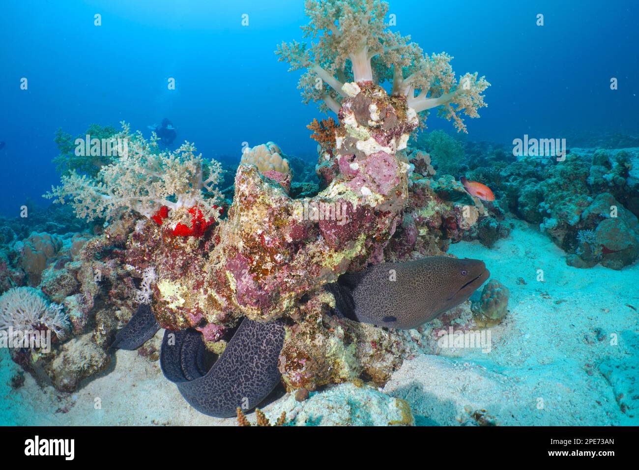 Giant Moray (Gymnothorax javanicus) moray under broccoli tree ...