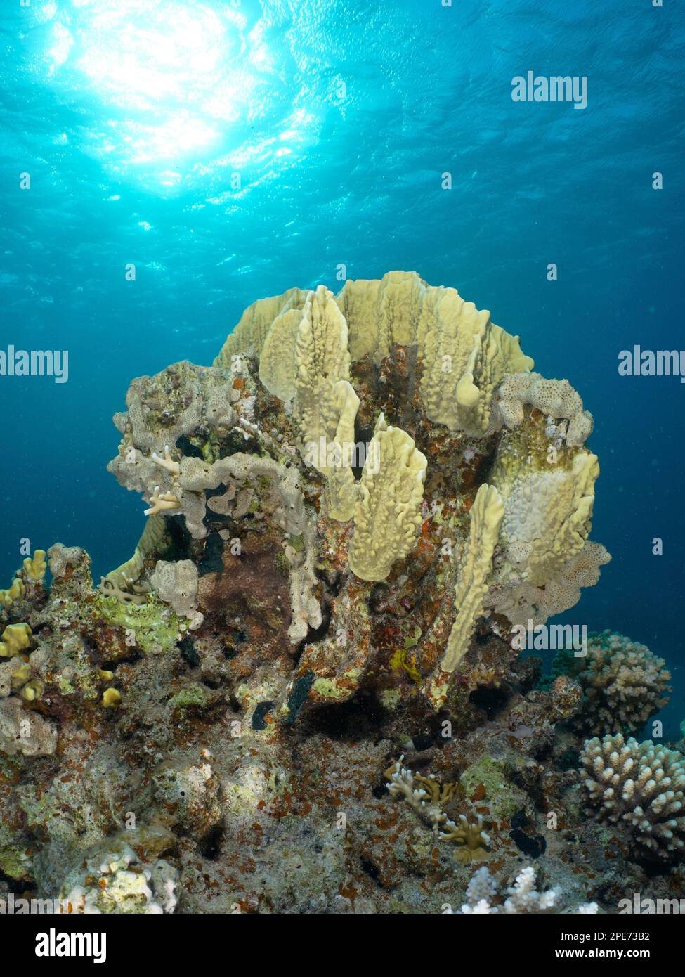 Blade firel coral (Millepora platyphylla) in the backlight. Dive site ...