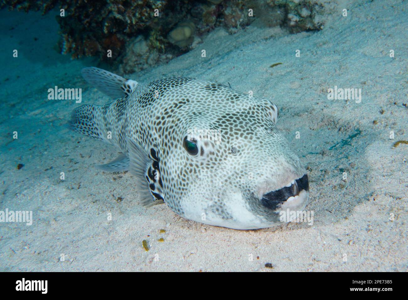 A star puffer (Arothron stellatus) resting in the sand. Dive site House ...