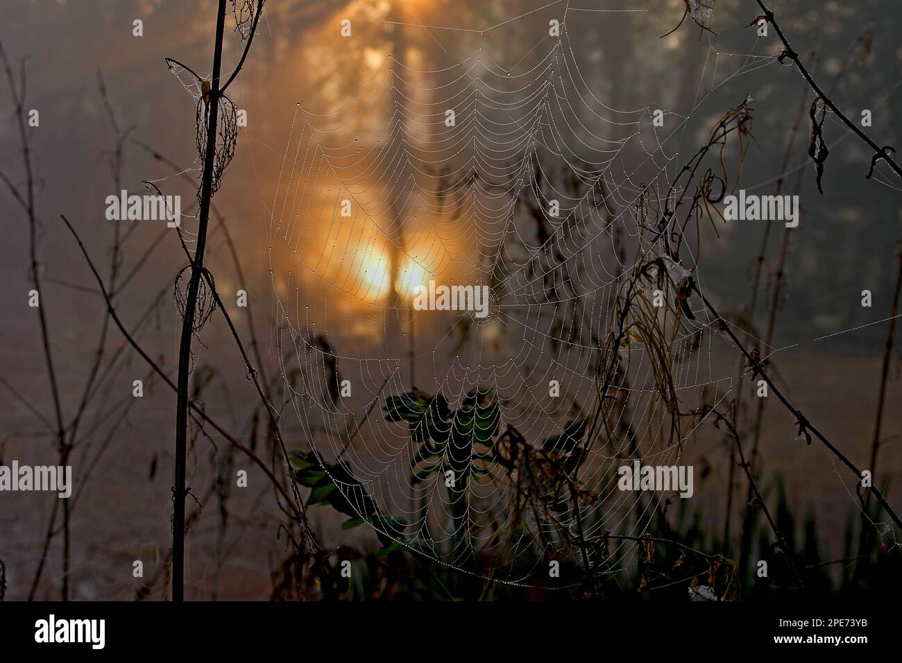 Landscape, spiders web, sun, nature, close-up of a spiders web. In the ...