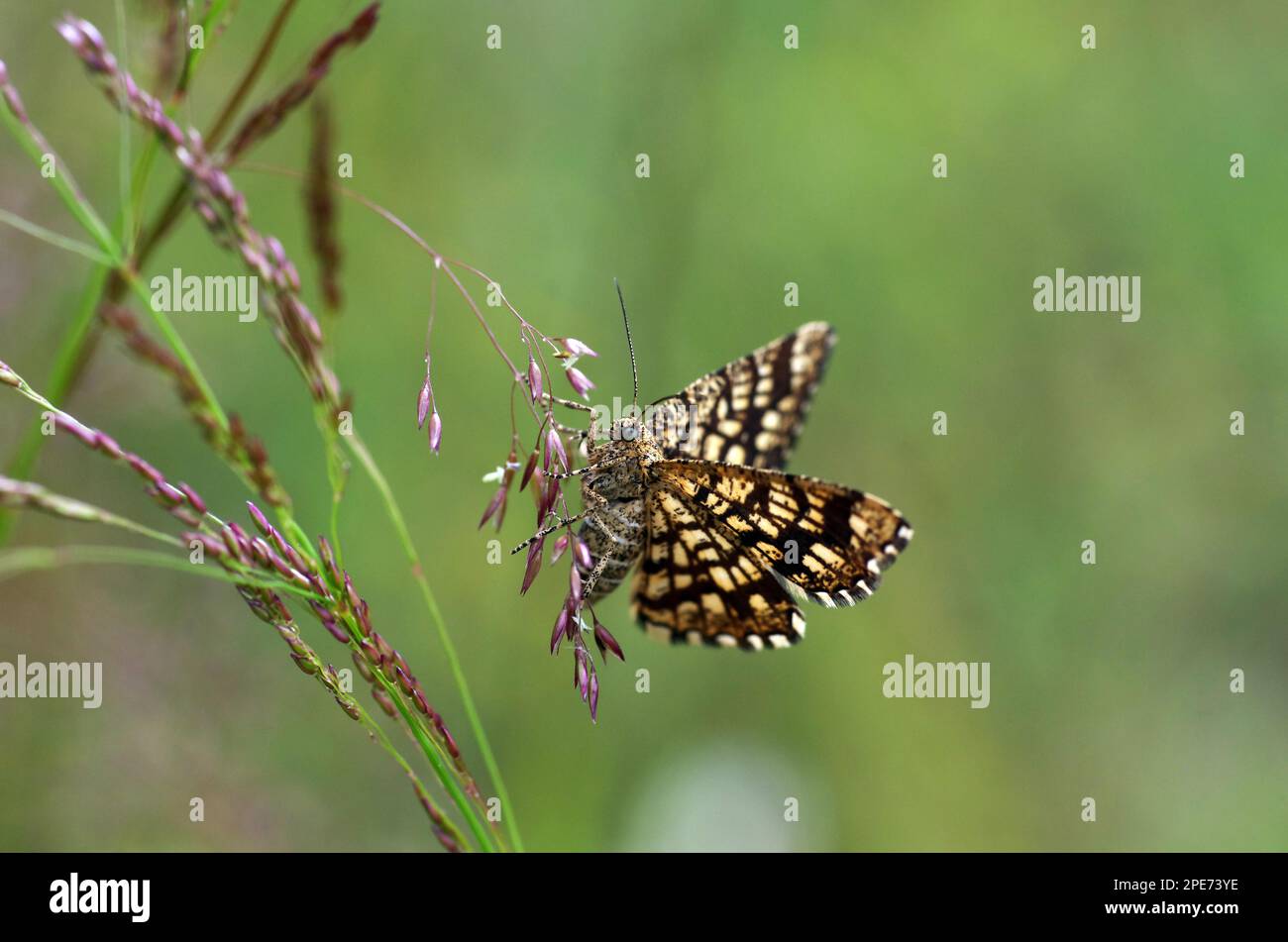 Latticed heath (Chiasmia clathrata), butterfly, moth, grass, profile ...