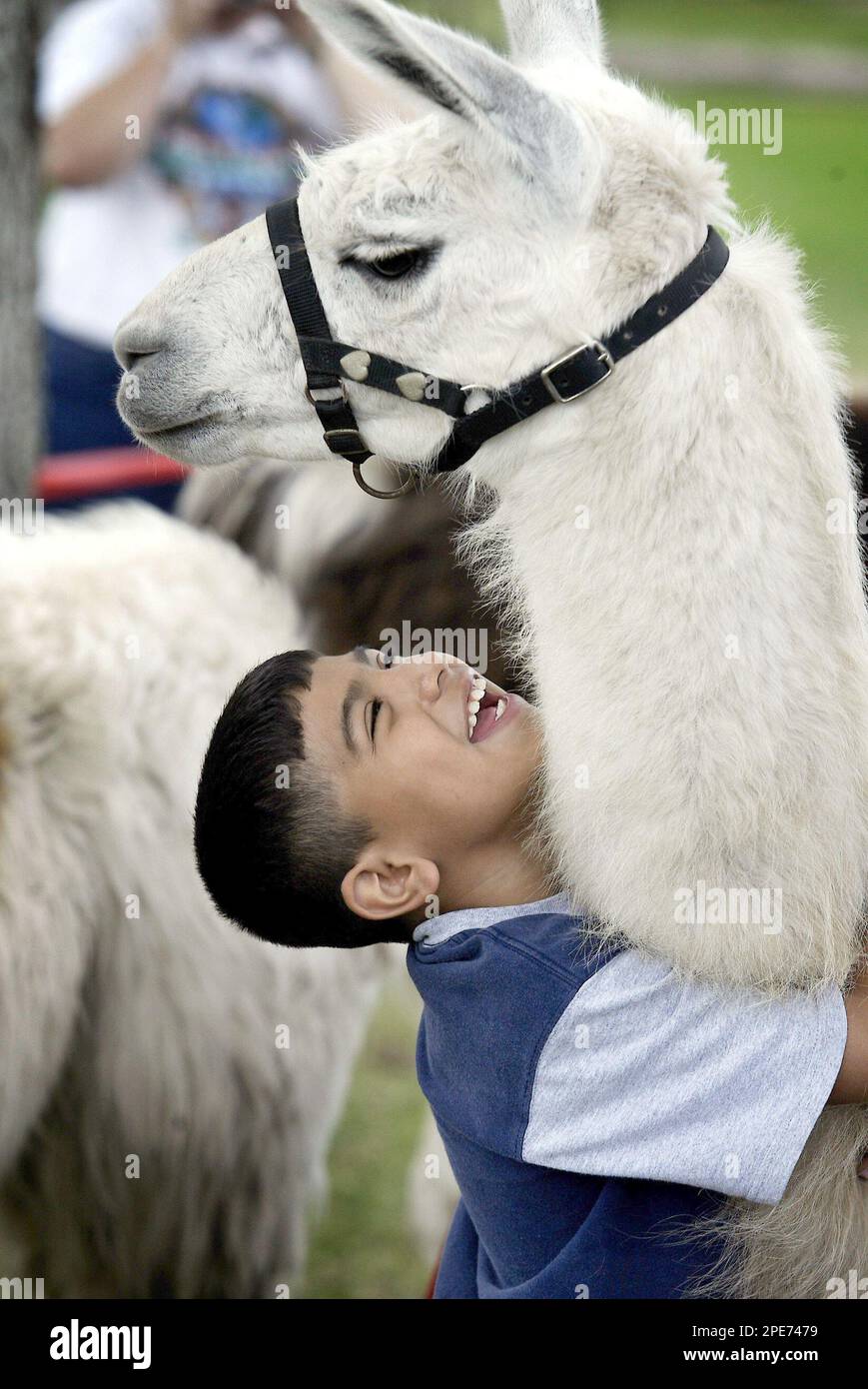 First grade student Alex Longoria gives "Sugar", a South American llama ...